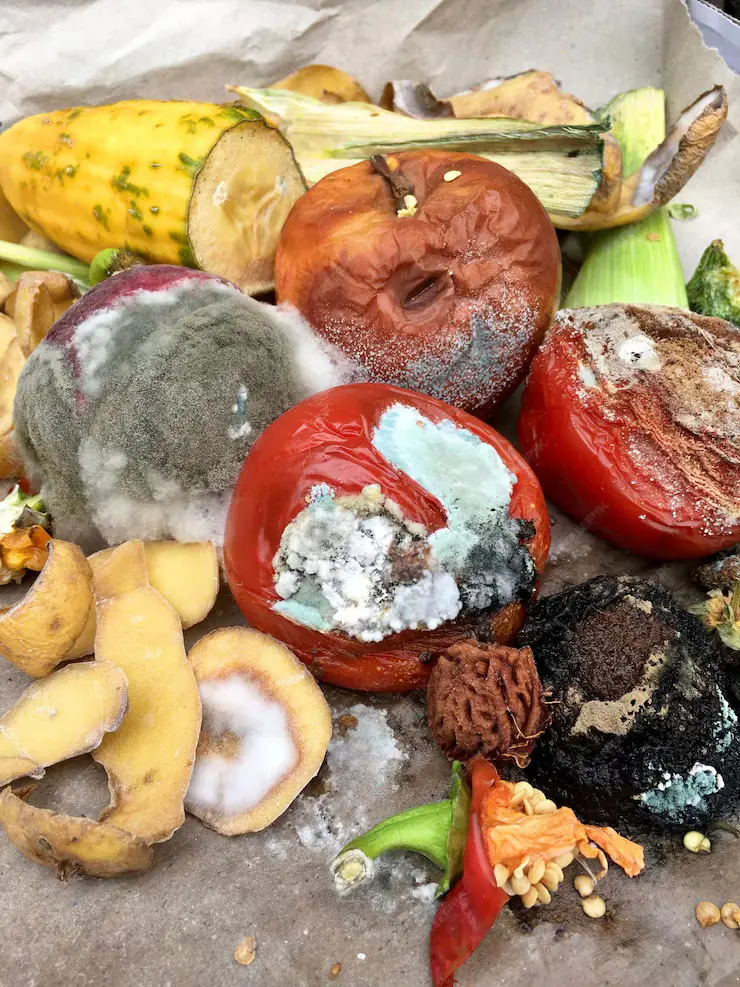 Maggots are fly larvae, legless, and no bigger than a grain of rice ...